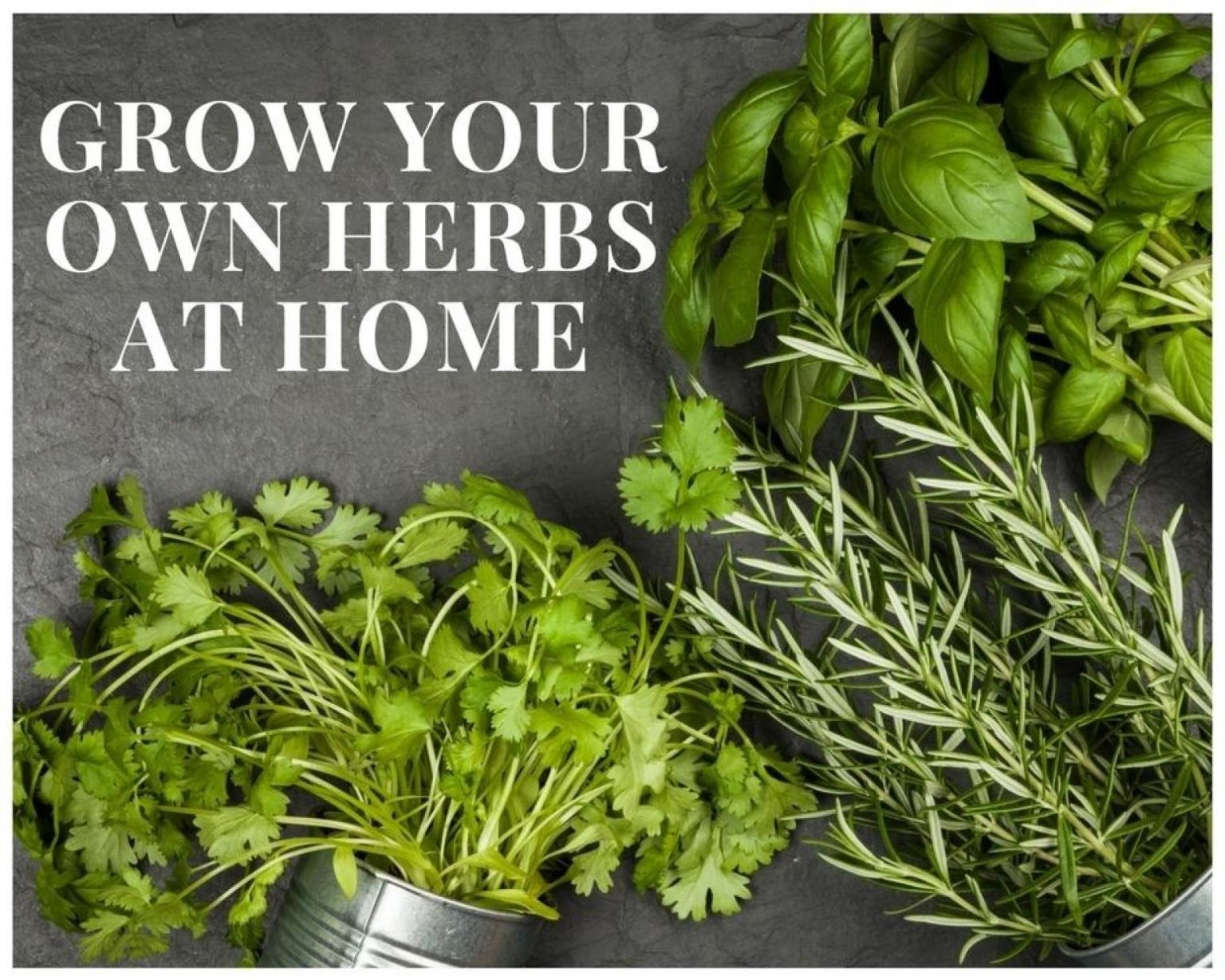 Grow Your Own Herbs at Home - Just A Pinch