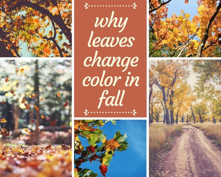 Why Leaves Change Color in Fall - Just A Pinch